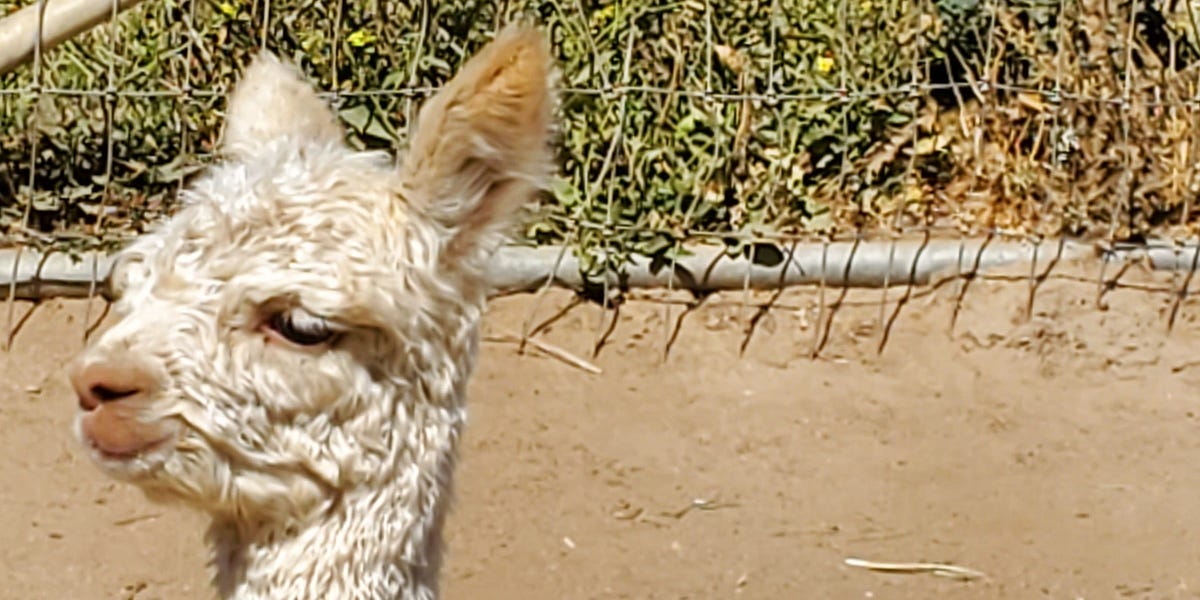 Anatomy of an Alpaca Ranch - by Bev-Sue Powers