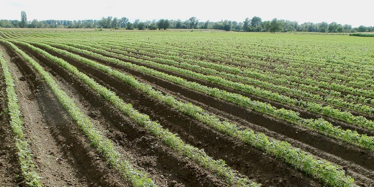 #6 - Welsh Proverb: Without Perseverance, Talent Is a Barren Bed.