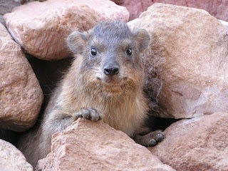 Free Hyrax! - by Natan Slifkin - Rationalist Judaism