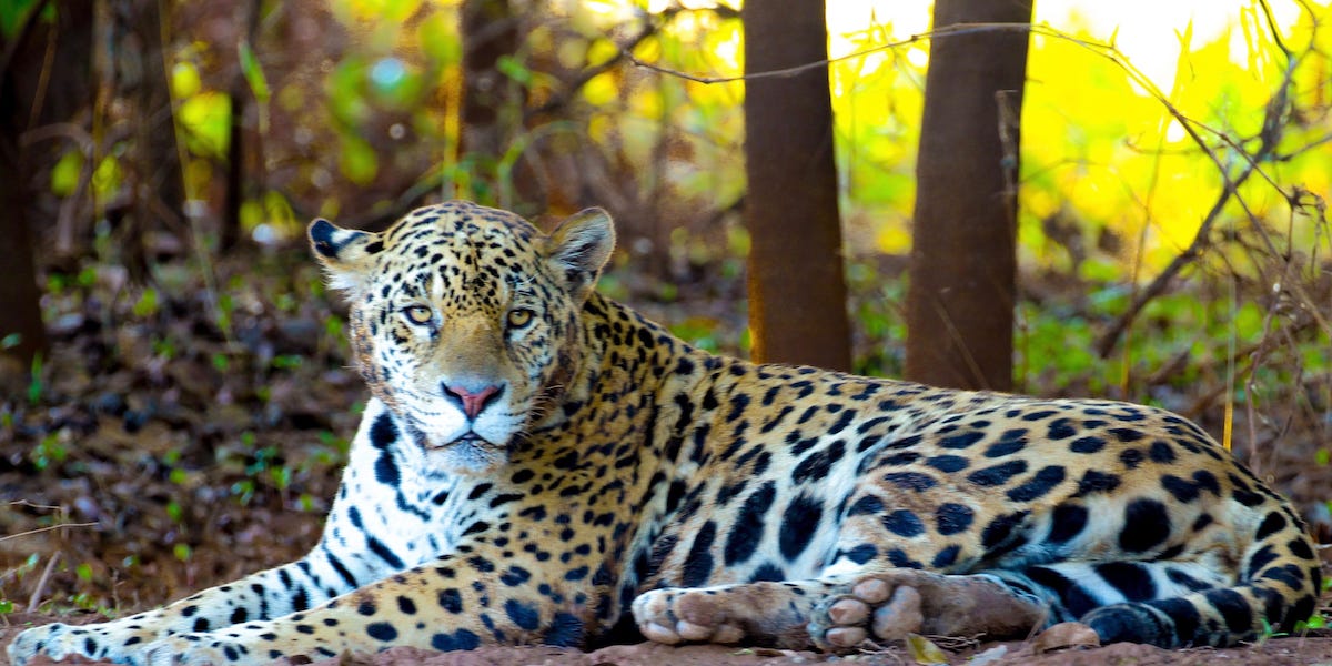 Protecting the Amazon, Saving Ourselves