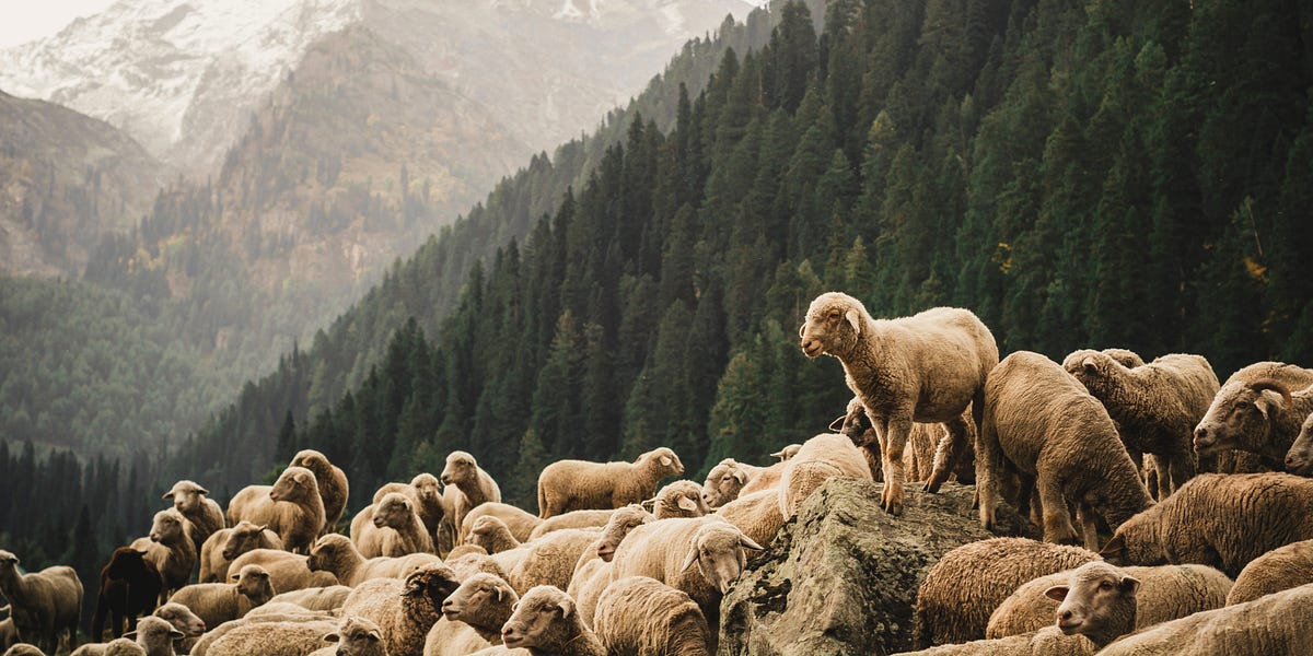 Protecting the Sheep - by Will Jackson - Daybreak