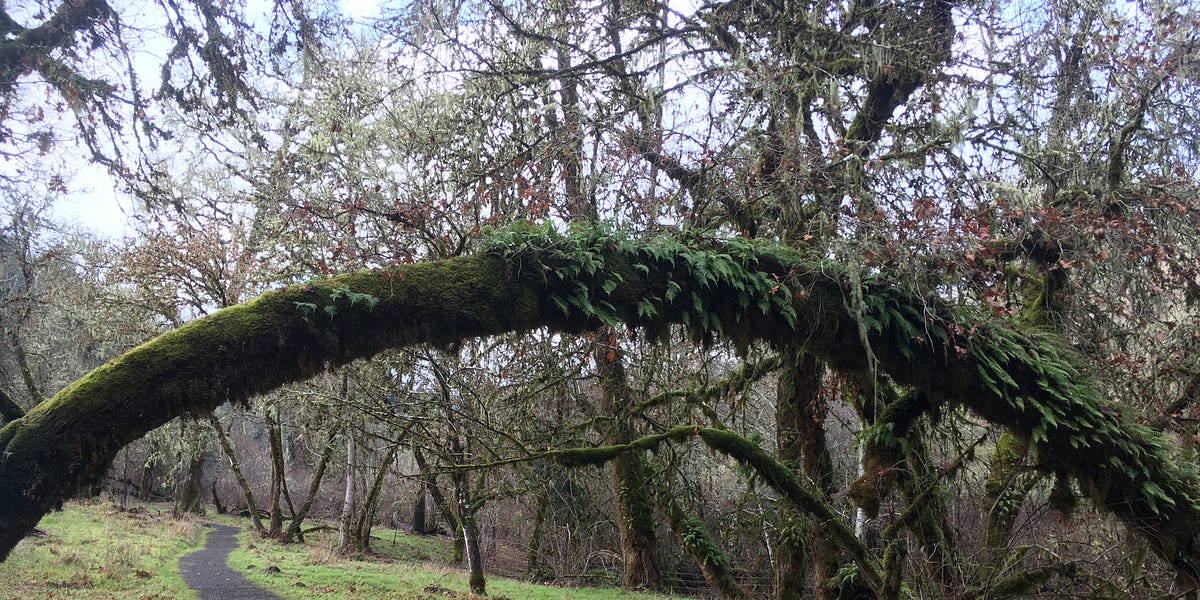 Gratitude - by Markael Luterra - The Dendroica Project