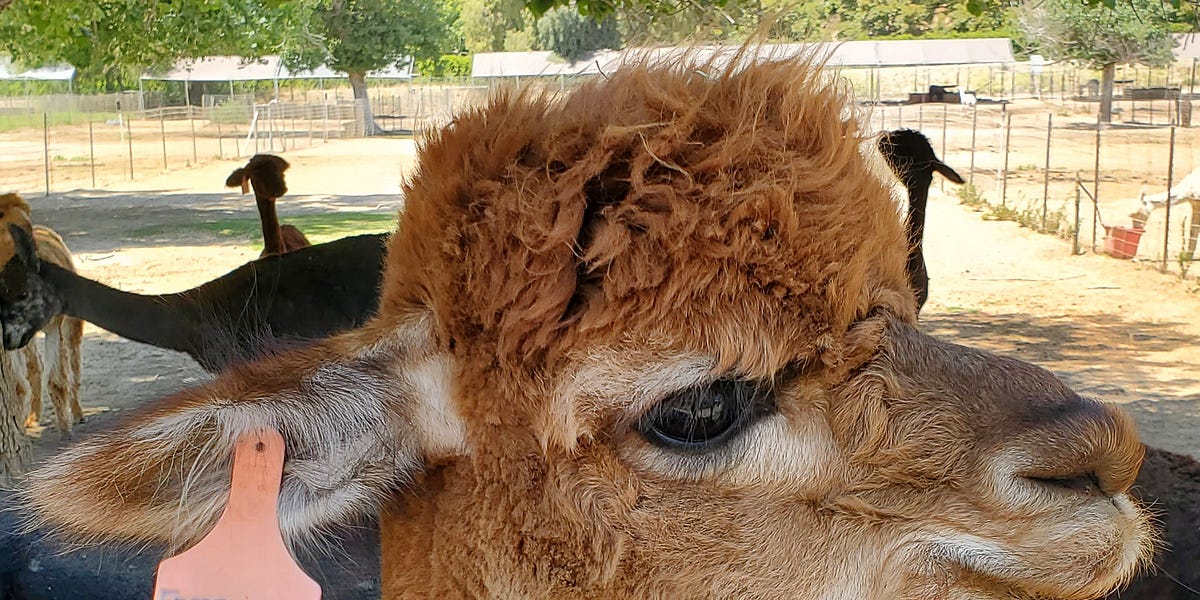 How to Catch a Pregnant Alpaca - by Bev-Sue Powers