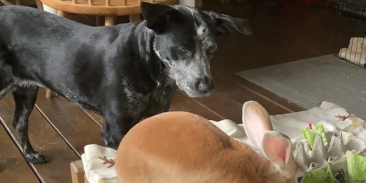 Getting to the point - by Leah P - Lagomorpha