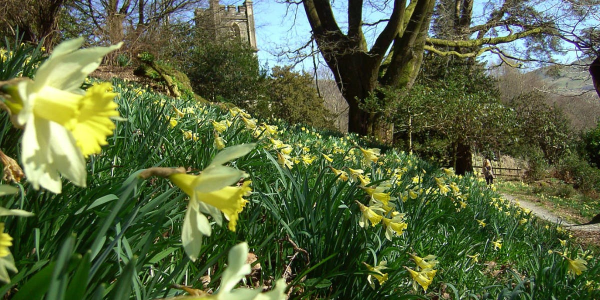 Daffodils, lonely clouds and tragic Dora Wordsworth