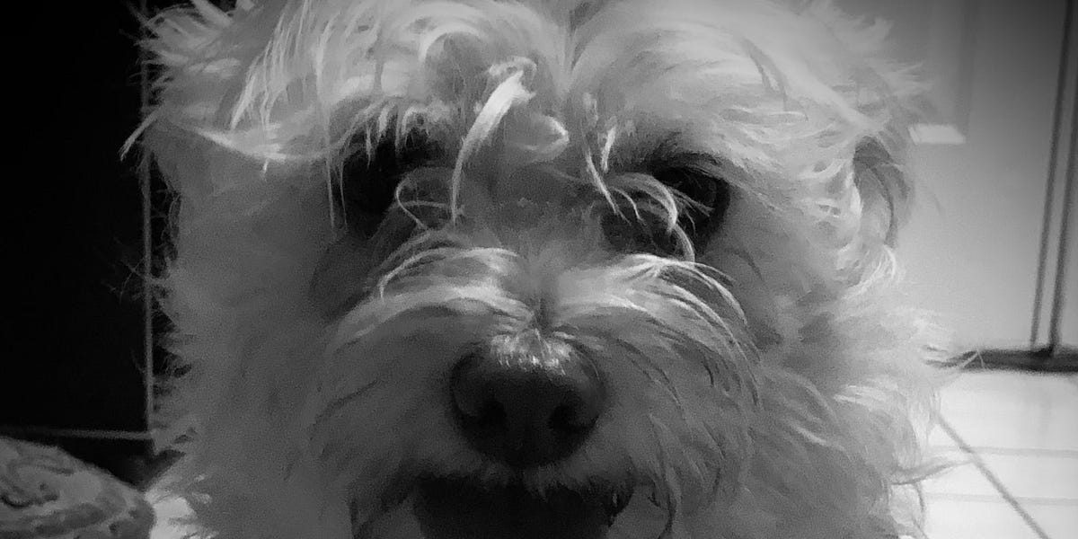 Life of a Dog - Delphi Thoughts and Stories Life of a Dog - Delphi Thoughts and Stories