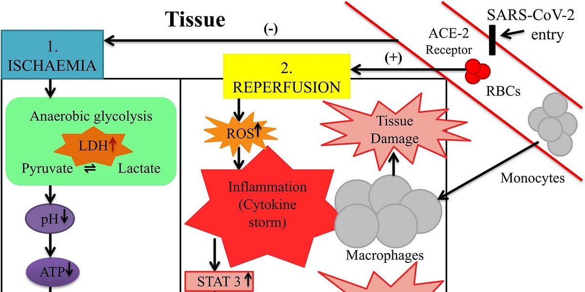 THE SPIKE PROTEIN’S EFFECT ON THE MICROVASCULATURE OF THE HEART AND ...