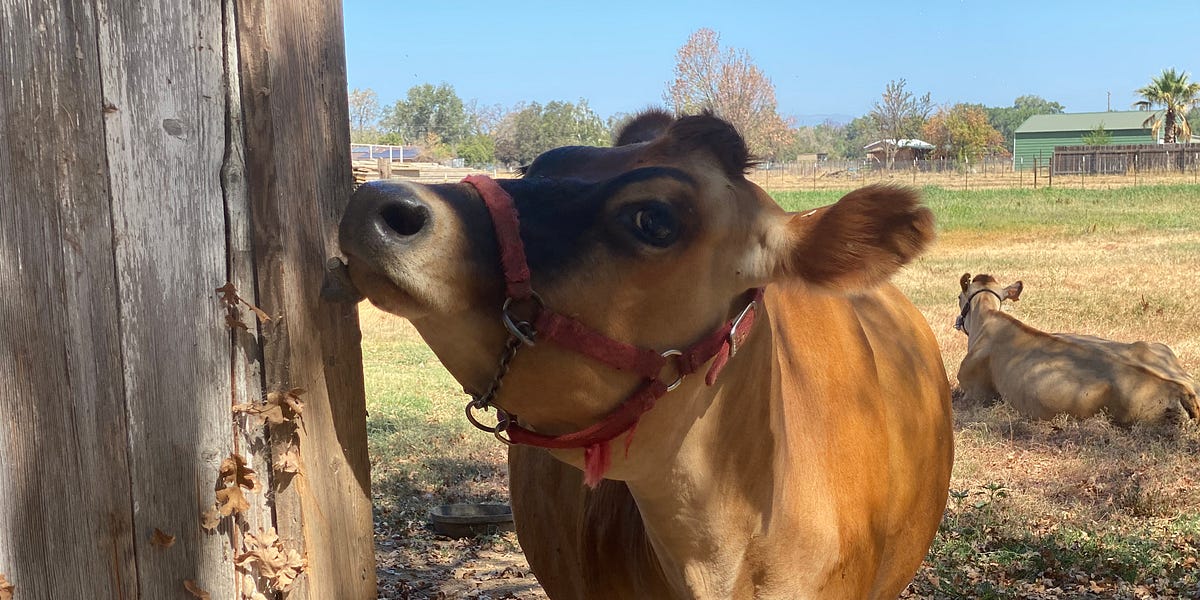 Husbandry 101 - 4th Edition - by A. L. Bork, DVM