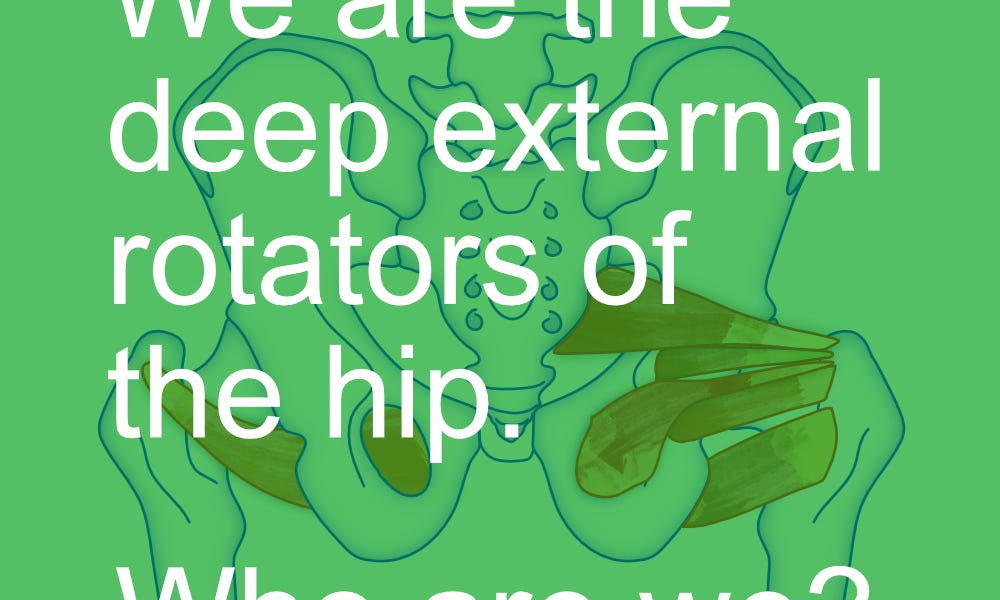 We are the deep external rotators of the hip – who are we?