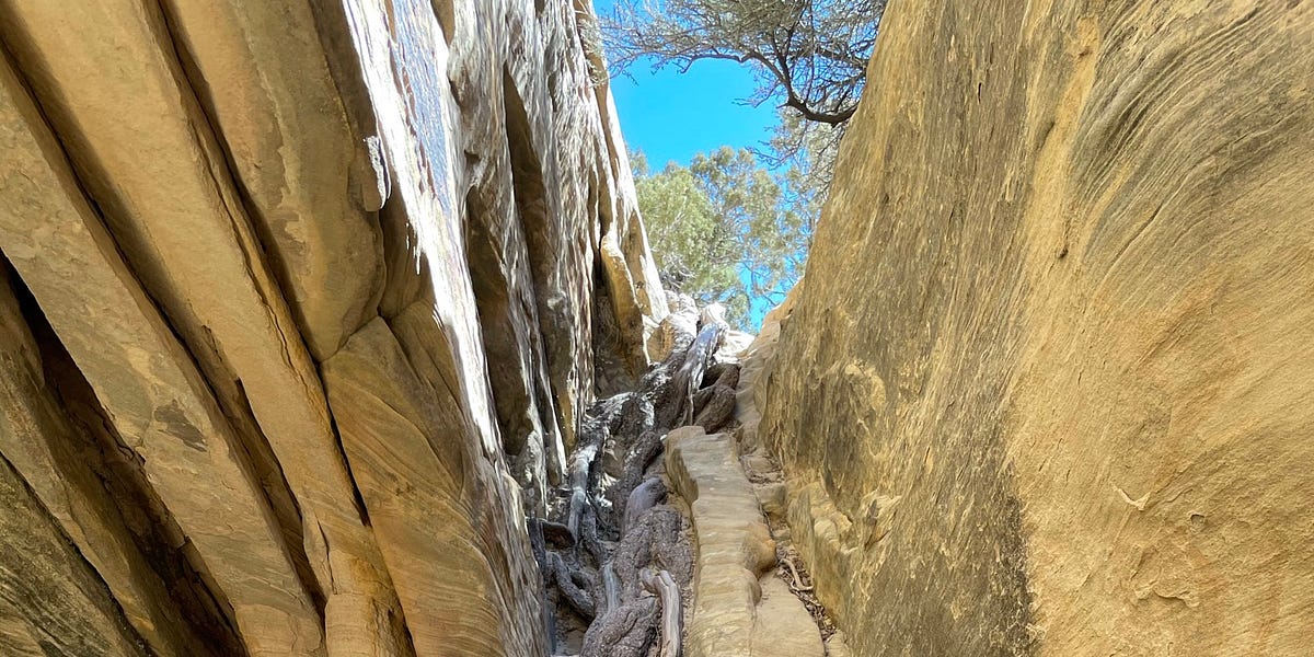 Tenacity of Trees - by Heather O - Grow Curious