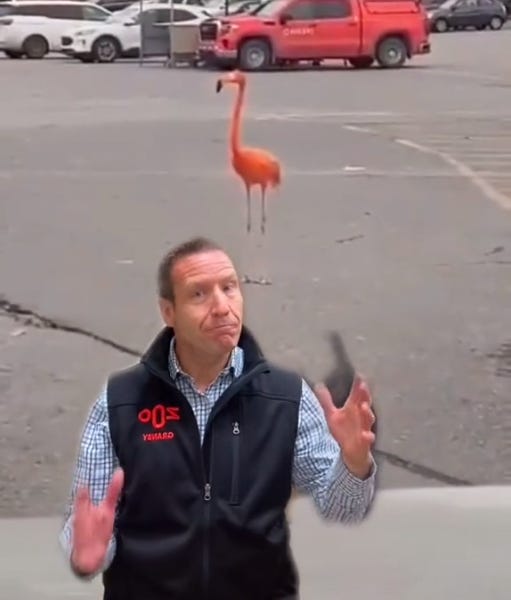 TikTok Québec Premium + Les infos en rafales d'Alexandre Turcotte #18