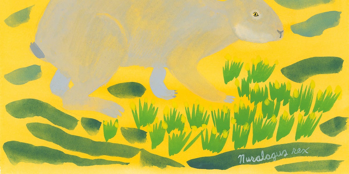 Wild Life / Rabbit, Rabbit! - by Amy Jean Porter