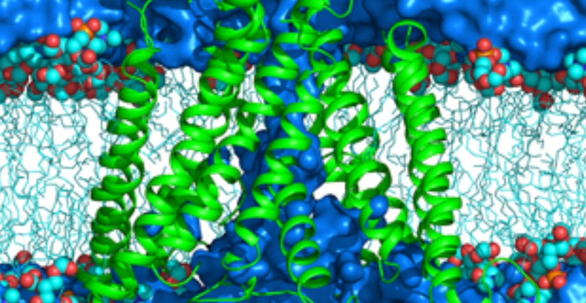 Question #19: Ion channel biophysics - by Andy McKenzie