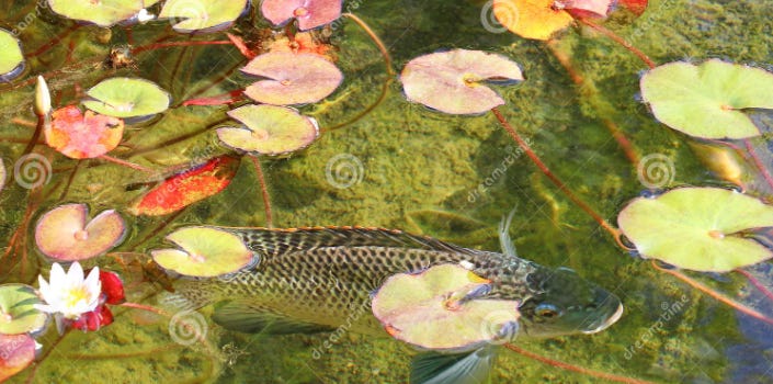 Kaori - by Gordon Torr - My English Traits