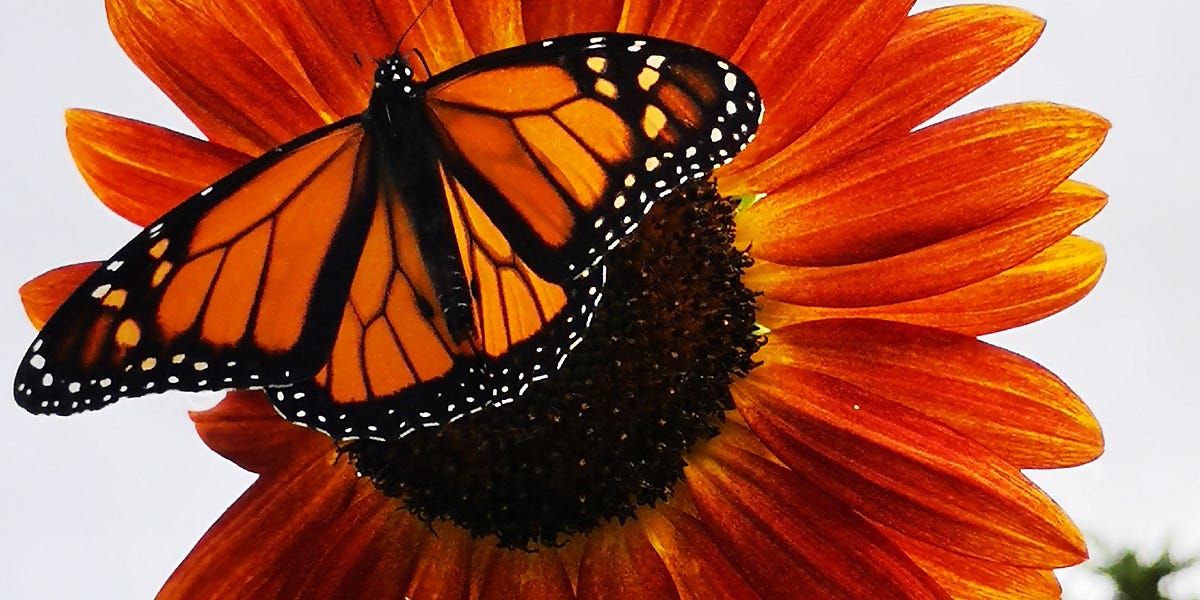 Moley Moley Mole - by Ash - On the Eventide