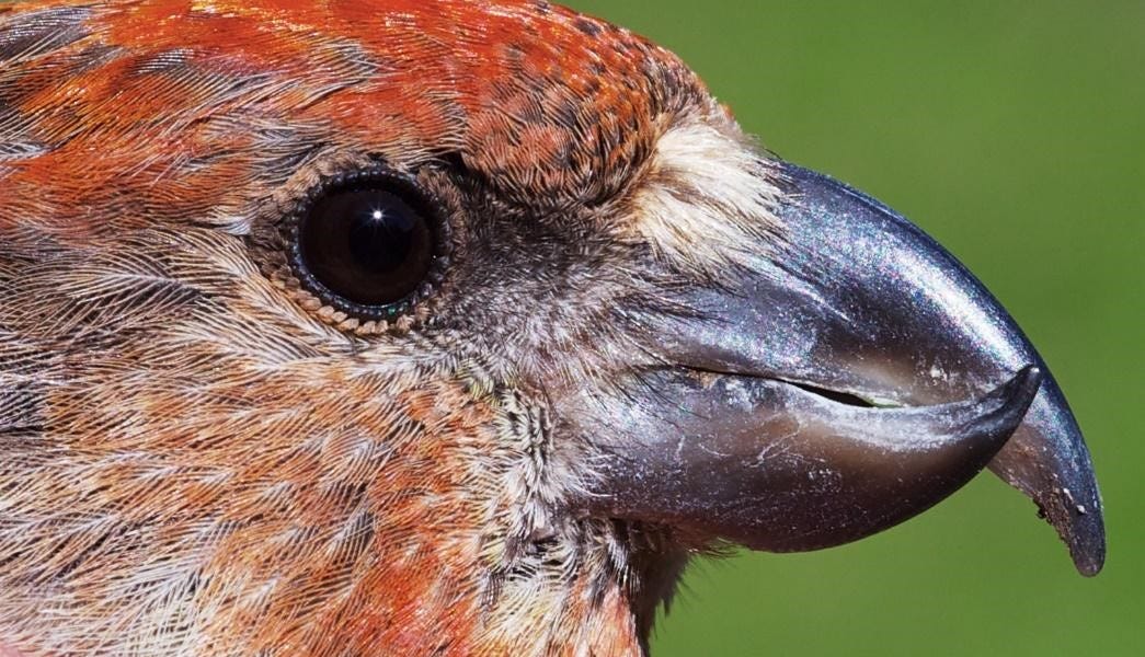 Crossbill Finches, Evolution & Bisexual Monkeys