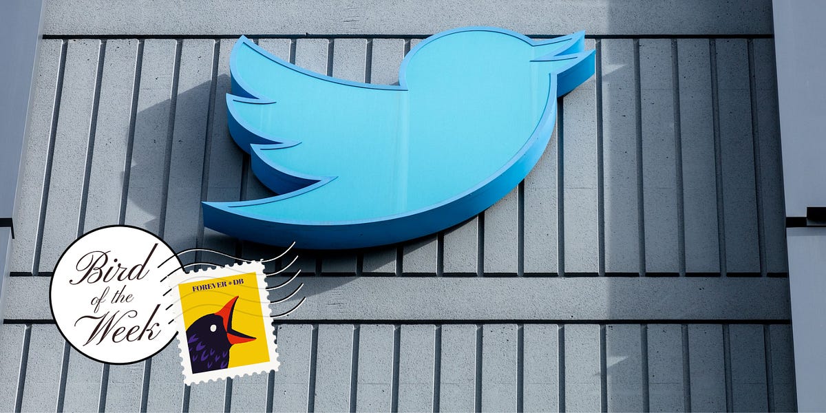 Bird of the Week: Twitter Bird - by Jack Mirkinson