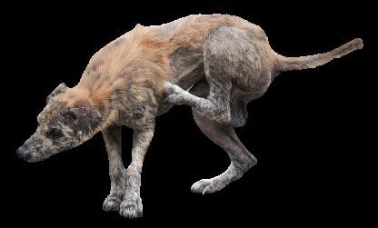 Mark 8:1-26 - Those gentile dogs - by Paul Burgess