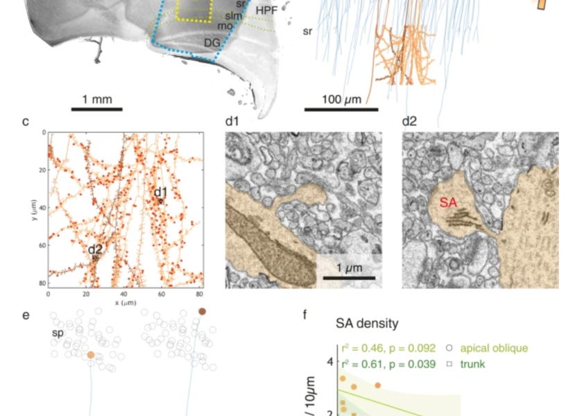 Integrating synchrotron microtomography with electron microscopy in the ...