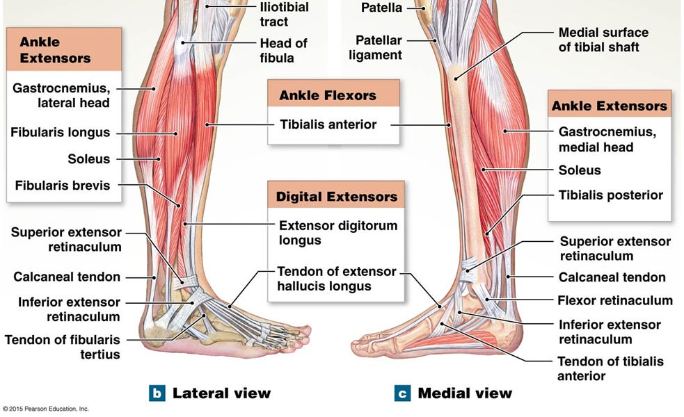 Comparing muscle activation of four common foot & ankle exercises (EMG ...