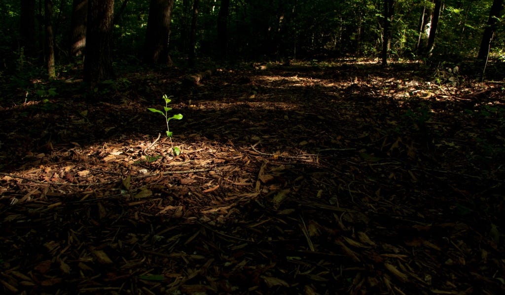 That One Sprout - by Edward Goode - Imago Scriptura