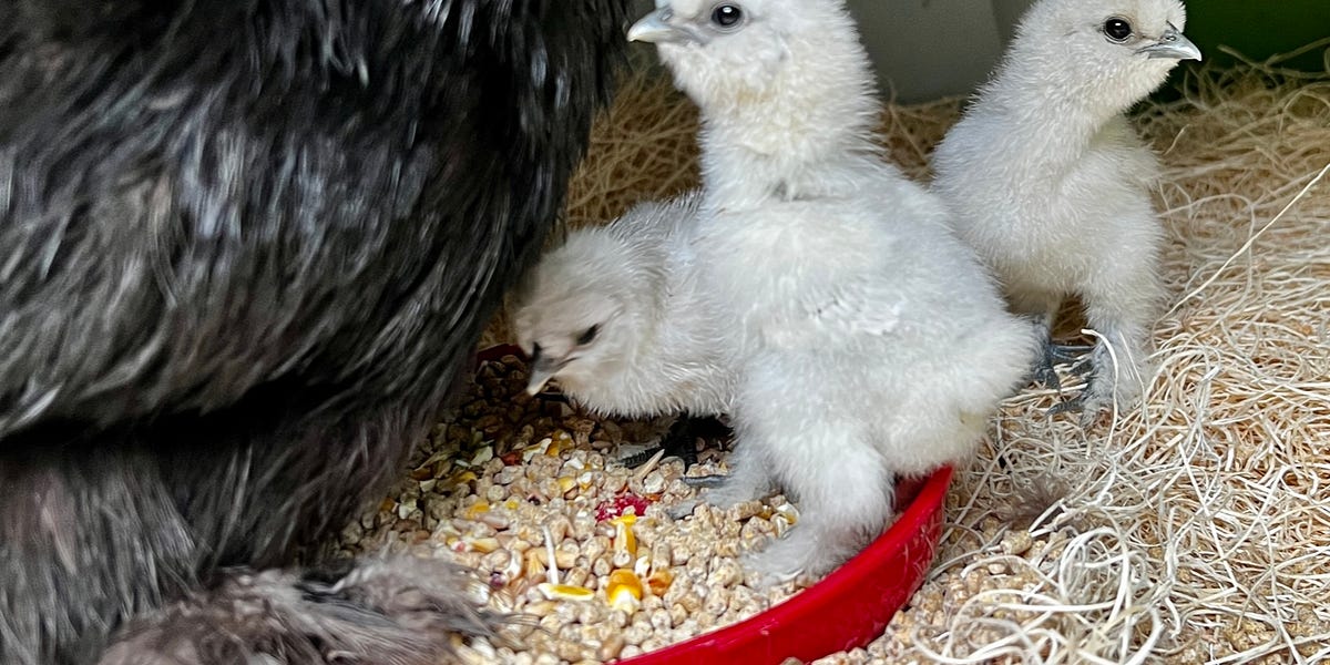 Some Happy Chicken News - Civil Discourse with Joyce Vance