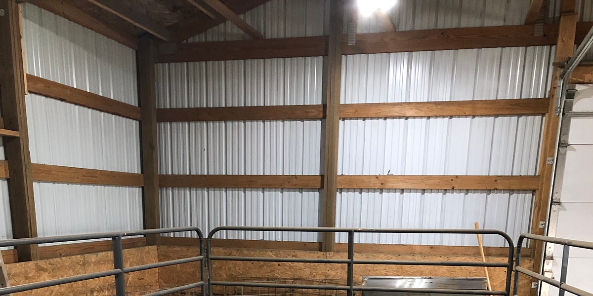 Sheep Wrestling Day - Fat Turkey Farm