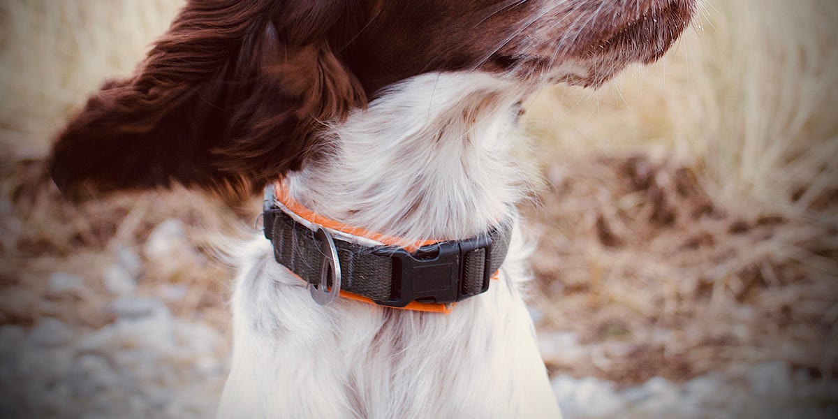 Molly - by Adrian P Conway - Adrian's Fiction