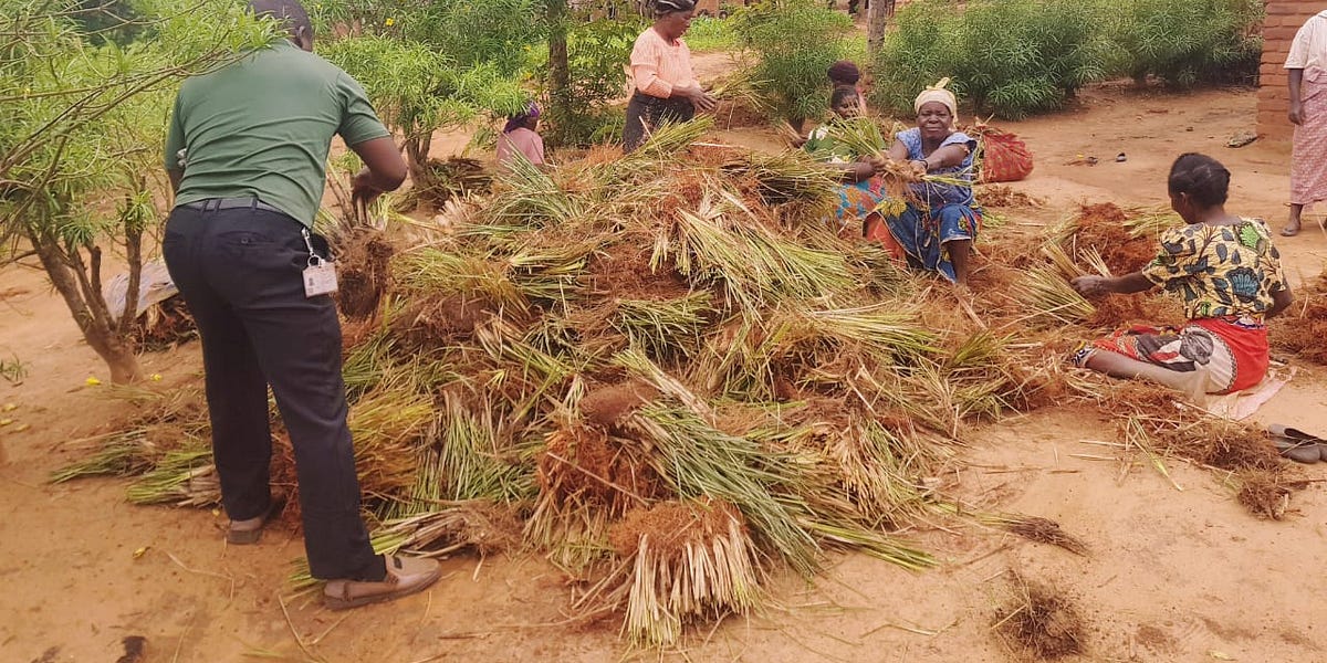 AGRICULTURE SUPPORT PROMISING FARMERS FOOD SECURITY