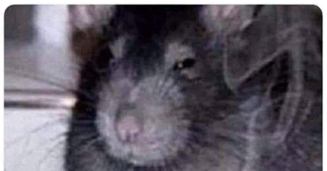 club rat - It’s Eva Evans