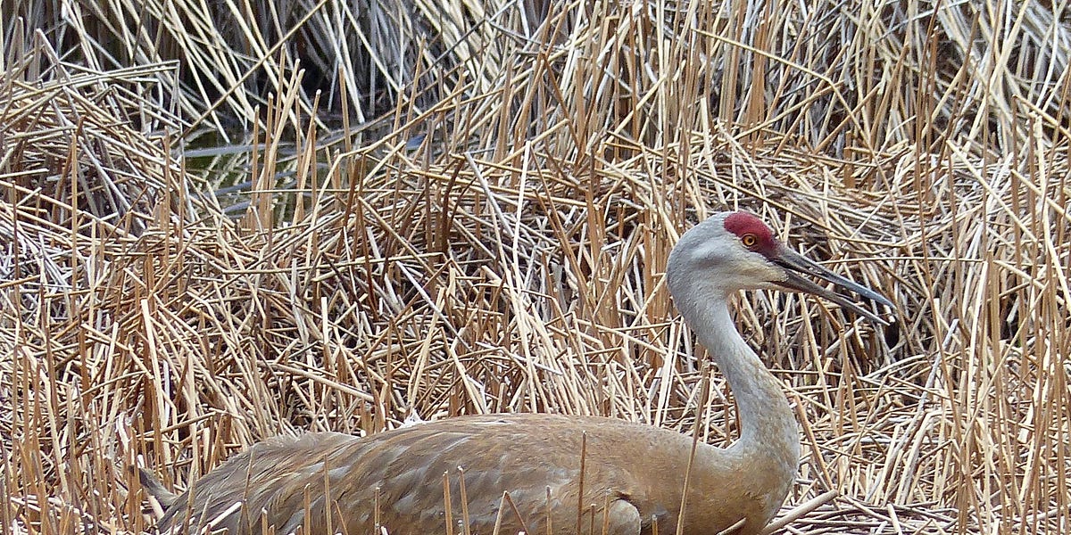 How Sandhill Cranes Defend Their Young - by Rick Lamplugh