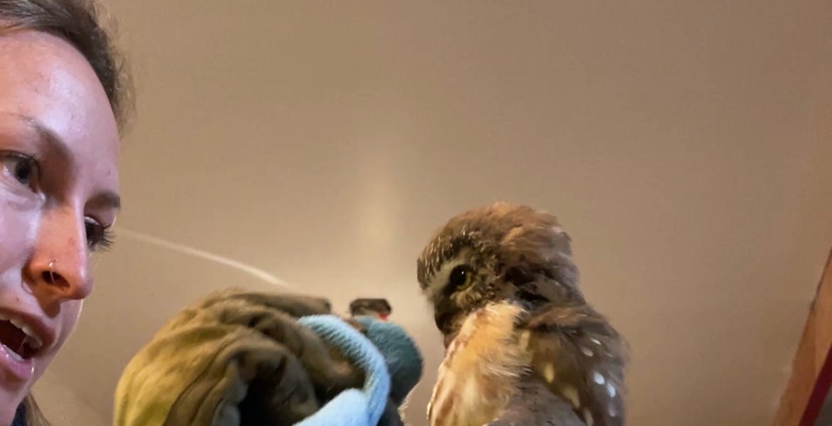 What do we let in? - #58 - by Kelton Wright - Shangrilogs