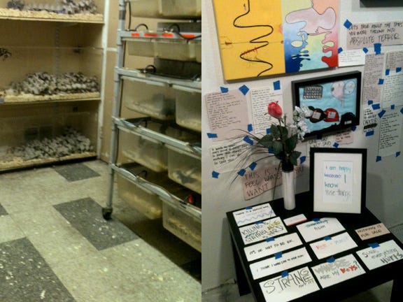 Dear Restless Creative, Have you Ever, Really, Roared?