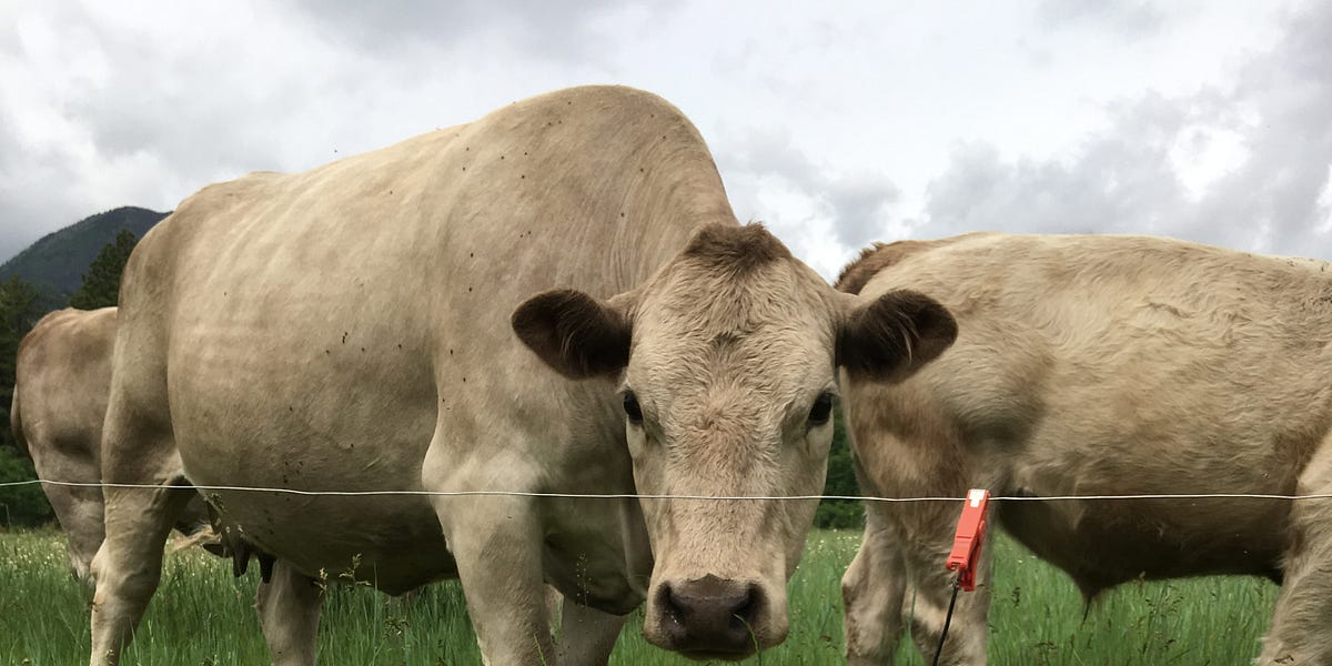 Mistakes of a Rancher - by Jordan Hedberg