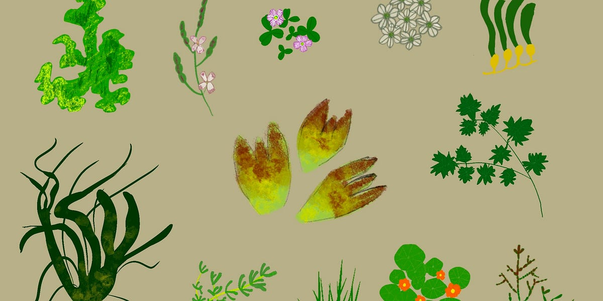 Sea Strawberries, Beach Plants & Seaweeds of Chile's Central Coast