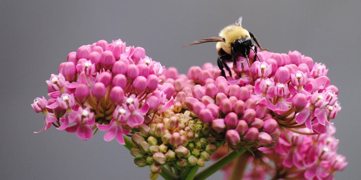The Buzz on Bumble Bees - by Lolly Jewett - The Bees' Knees