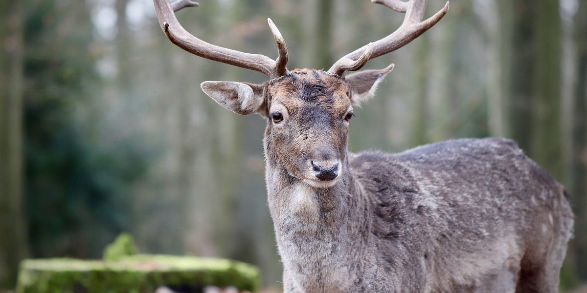 Creating UIBezierPath and CGPath as easily as SwiftUI's Path