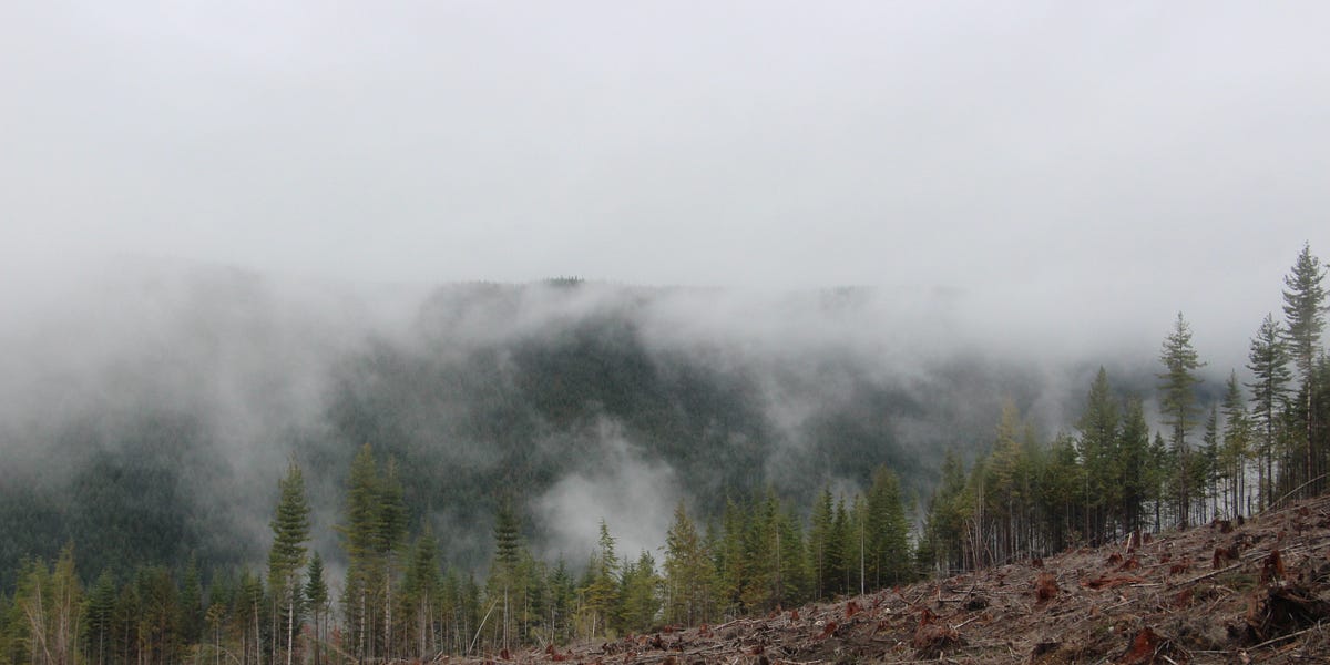 Improving Forestry’s Sustainability Credibility: Part 1