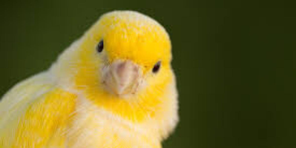 Sentinel Species - by Kert Lenseigne 🌱