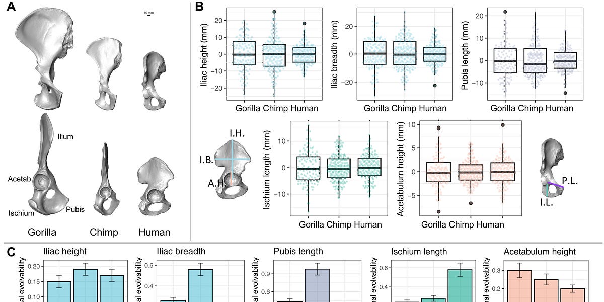 The Genetic Evolution of the Human Pelvis
