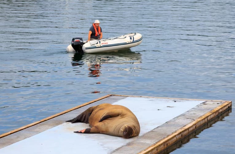 How Can You Tell If Your Boat Is "Walrus-Worthy?"