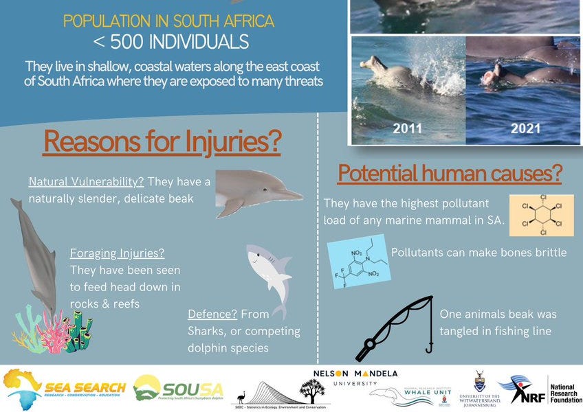 Damaged dolphin noses + new Angolan gecko + victory for seabirds ...