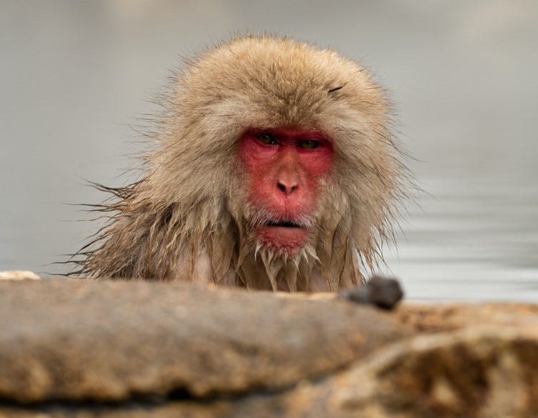 Climate Policy’s Search for the 100th Monkey