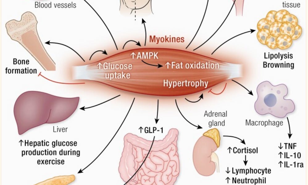 Longevity Bloomington Newsletter # 13 - The Importance of Muscle Mass