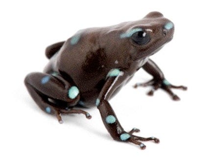 THE GREATEST SECOND-CHANCE FROG QUEEN (Part 2)