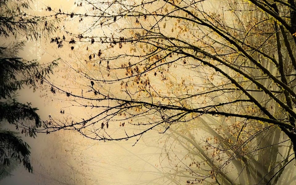 The Tree, the Star, the Tear - by Sandy Brown Jensen