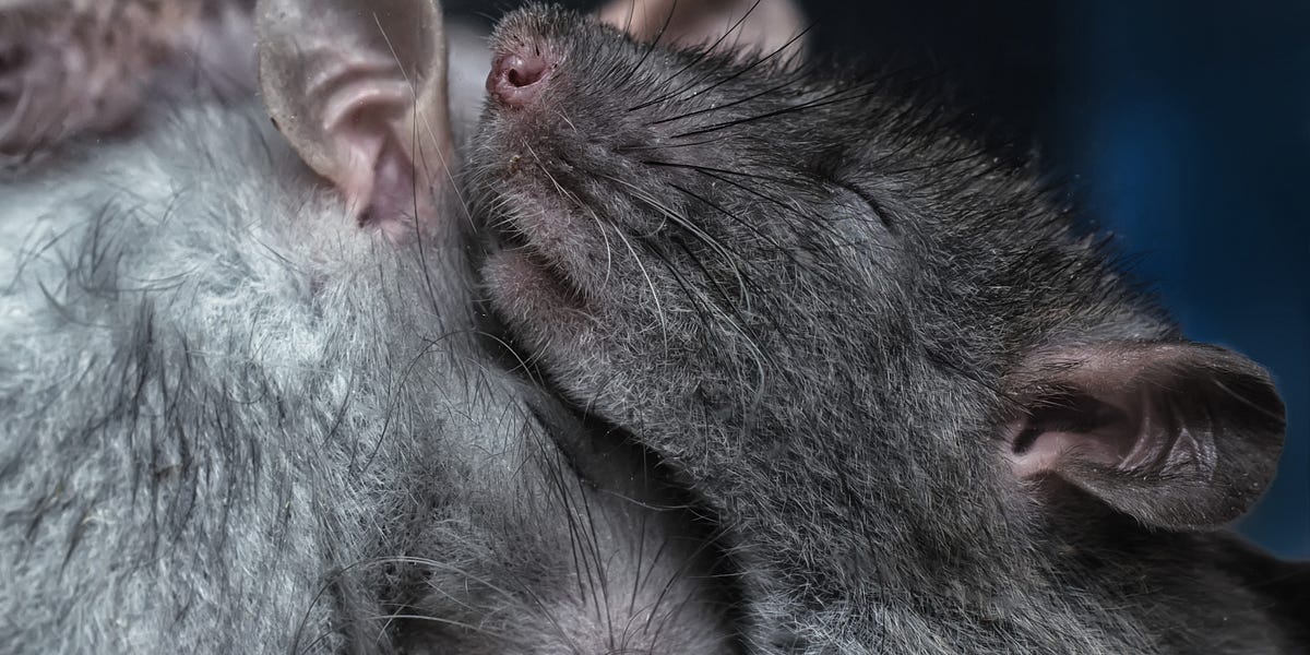 Research Hit: Can Cuddling Improve Your Memory?