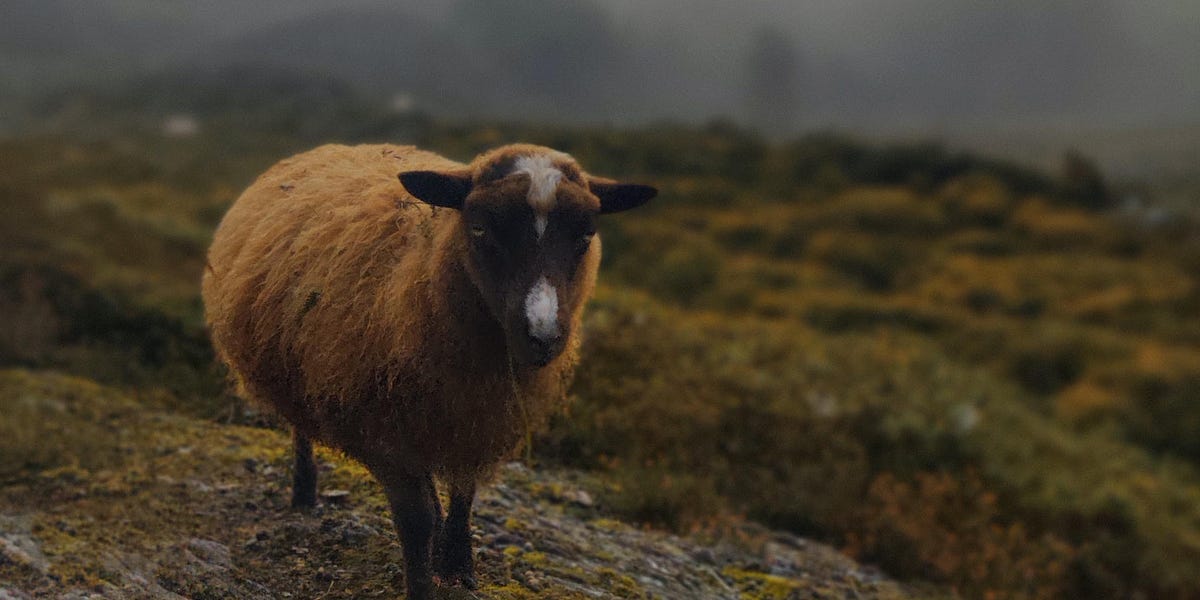 Tiny Ruby - by Carly Wright