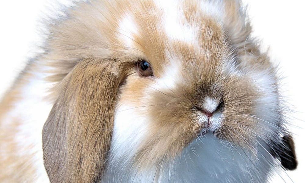 How Did Lop Rabbits Get Their Iconic Floppy Ears?