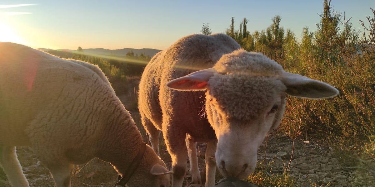 Hefted Sheep - by Zak Scott - The Olive Branch